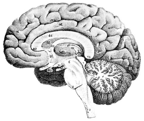 Module Cerebral Cortex Diagram Quizlet