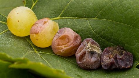 Noble Rot Explained How Botrytis Cinerea Makes The Best Sweet Wine