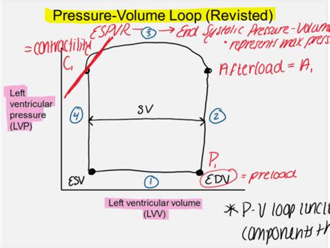 Pv Loop Revisitied Flashcards Quizlet