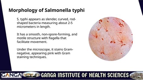 Salmonella Typhi Morphology Cultural Characteristics Pathogenesis Clinical Manifeetation