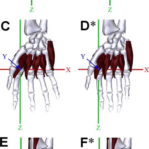 Sixteen Movements Of The Metacarpophalangeal Joints Condyloid Type Download Scientific