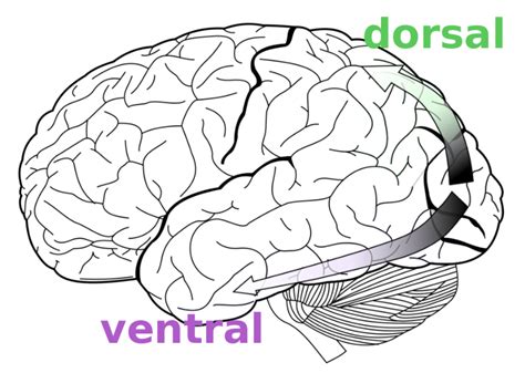 Graphical Illustration Of The Visual Processing Streams In The Human Download Scientific
