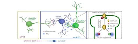 A Model Diagram Illustrating The Role Of Vmpfc Nnos Expressing Neurons Download Scientific
