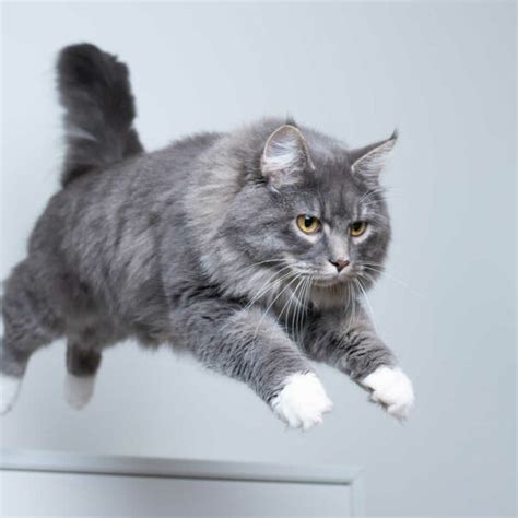 Cat Hissing At Other Cat After Vet Why And How To Stop Fights