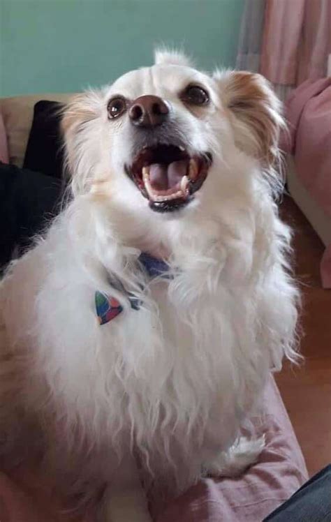 Buddy 9 Year Old Male Kokoni Cross Available For Adoption