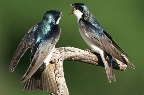 Tree Swallow Attracting Birds Birds And Blooms Tree Swallow Attracting Birds Birds And Blooms