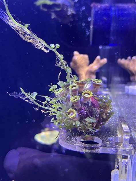 Algae Identification R Reeftank