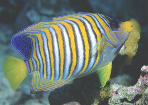 Regal Angelfish Pygoplites Diacanthus Boddaert 1772 The