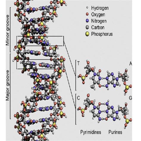 The Double Helical Structure Of Dna And Base Pairing Complementary