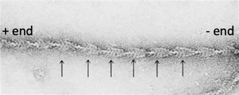 Cytoskeleton Flashcards Quizlet