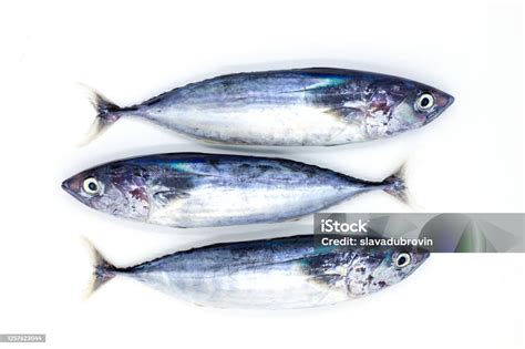 흰색 배경에 세 바다 정어리 바다 음식 요리 상단 보기 사진 신선한 해양 물고기 잡기 건강한 영양 성분 요리 책 이나 조리법 책 생선 요리 그림 생선 은 피부 0명에 대한