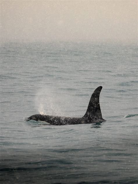 Whaletrips Wale Alle Infos über Die Wichtigsten Wale Und Wo Man Sie Am Besten Beobachten Kann