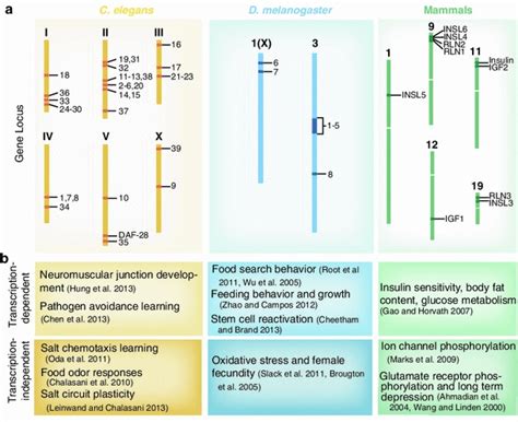A Chromosomal Location Of Insulin Insulin Like Peptide Genes In C Download Scientific Diagram