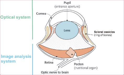 The Two Main Functional Systems Of A Birds Eye Illustrated By A