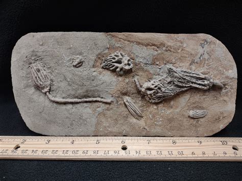 Seven Different Crinoids On Fossil Crinoid Plate Etsy