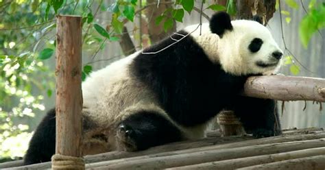 Спящий гигантский медведь панда Стоковое видео Envato Elements