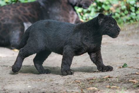 4502001 Black Outfits Big Cats Black Panther Panthers Rare