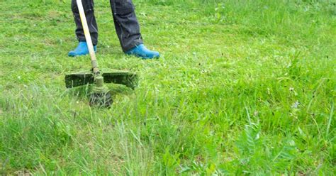 Откуда у газонной травы семена если у нее нет цветков или колосьев Вокруг Света