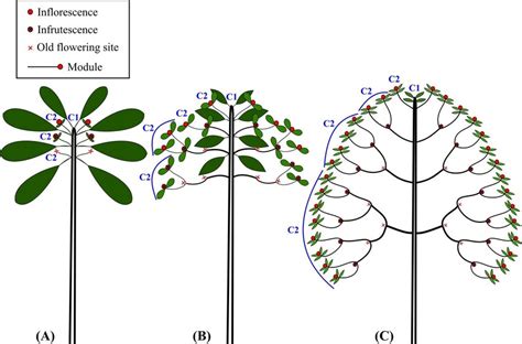 3 Schematic Representation Of The Three Main Architectural Classes
