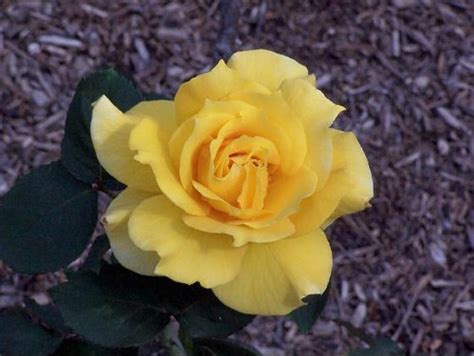 The Yellow Rose Of Texas Tyler A City In Northeastern Tex Flickr