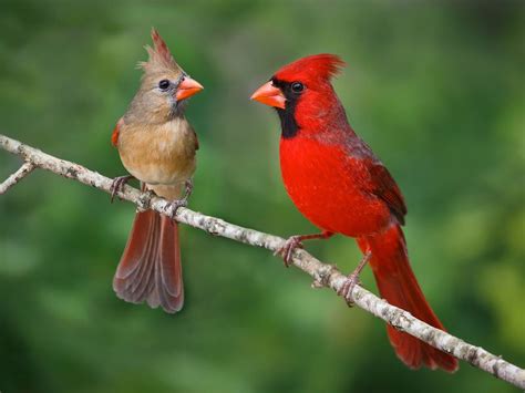 Northern Cardinals In Texas All You Need To Know Birdfact