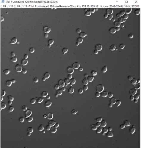 Help Creating Workflow For Yeast Cell Macro Image Analysis Imagesc