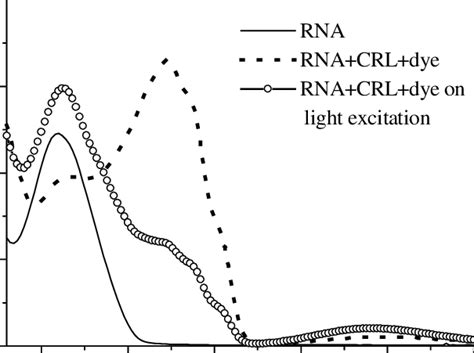 Uv Vis Data Of Rna Functionalization By Crl On Excitation With Uv Light Download Scientific