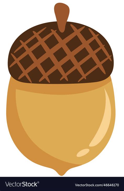 Brown Fall Acorn Isolated On White Royalty Free Vector Image