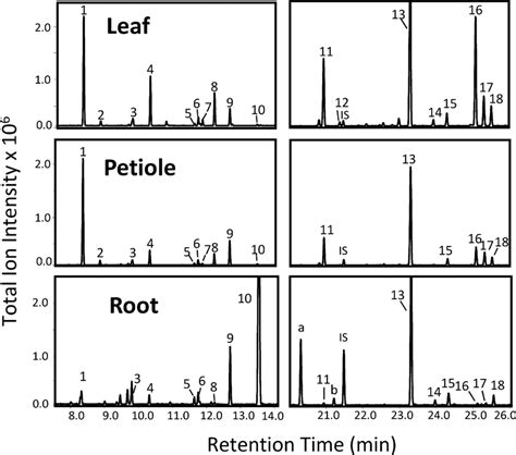 GC MS Analysis Of Hexane Extracts From 11 Week Old Carrot DH1 Leaves Download Scientific