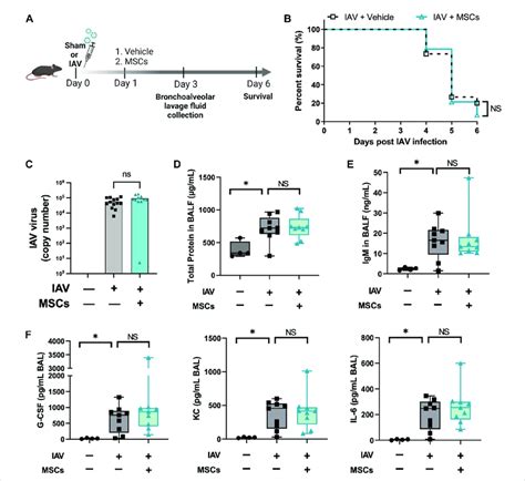 Mscs Did Not Rescue Iav Infected Mice A In Vivo Schematic Of The