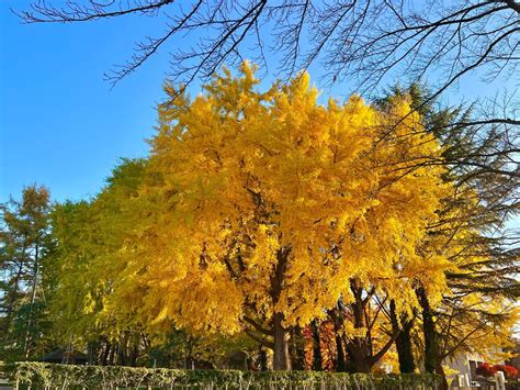 山形市霞城公園の銀杏の木 公園内は落葉🍂 宮城県白石市 Labi ウェザーニュース