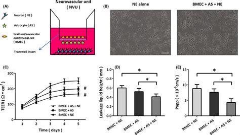 Morphological And Functional Features Of The Nvu Model In Vitro A