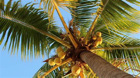 World Coconut Day 2022 History Significance Theme And Interesting