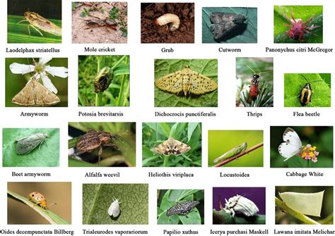 The Randomly Selected 20 Kinds Of Adult Insect Pests From The Ip102