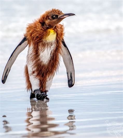 Shabby Tuxedo Penguin Media Drum World