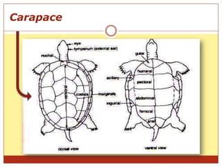 Shell Of A Turtle Pptx