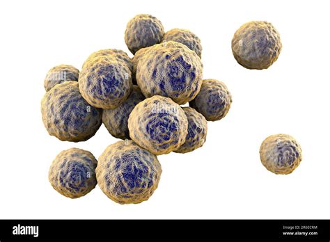 Mrsa Bacteria Computer Artwork Of Methicillin Resistant Staphylococcus Aureus Mrsa Bacteria