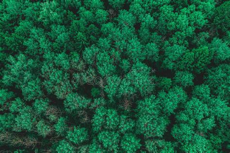 Aerial View Of The Beautiful Green Forest Forest Texture Top View