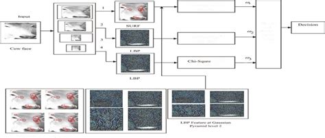 Demonstrating The Steps Involved In Cattle Face Recognition Algorithm