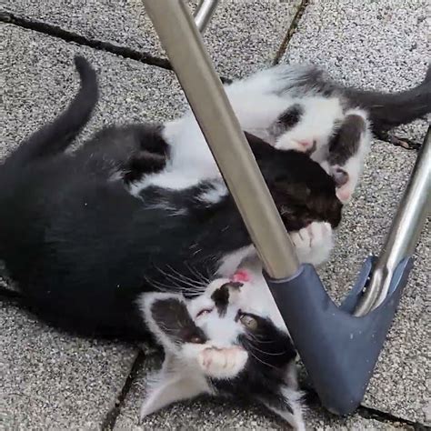 무서운 고양이새끼들 Youtube