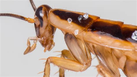 Why Are Cockroaches So Common We Are The Reason Shiftdelete Net Global