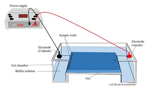 Electrophoresis Diagram Polyacrylamide Gel Electrophoresis Page