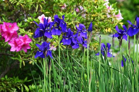 Iris Sanguinea Siberian Iris Flowers Iridaceae Perennial Plants