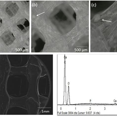 Stereo Micrographs In Different Magnifications Ac Sem D And Download Scientific Diagram