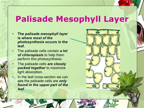 Role Of The Palisade Mesophyll Cell At Betty Vasquez Blog