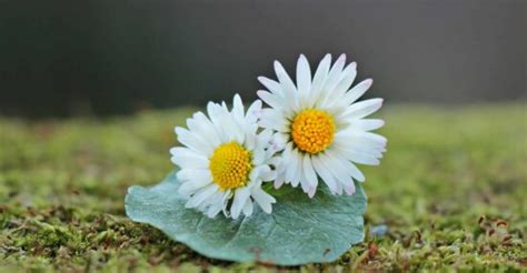 무료 사진 데이지 잔디 여름 건초 밭 꽃 자연 플로 라 카모마일 필드 공정한 날씨