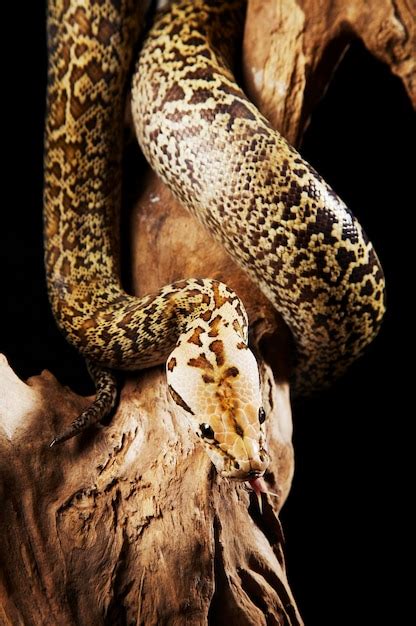 Premium Photo Python On Wood Against Black Background