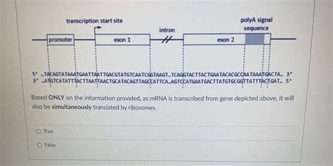 Solved Transcription Start Site Polya Signal Intron Sequence Promoter Exon Course Hero