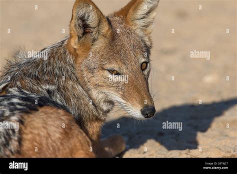 Jackal Face Black Backed Jackal Portrait Face Mask By Amy E Fraser