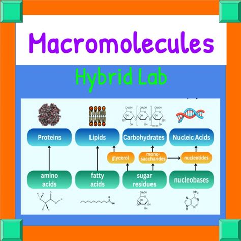 Macromolecules In Class And Virtual Labs By Indian River School Tpt